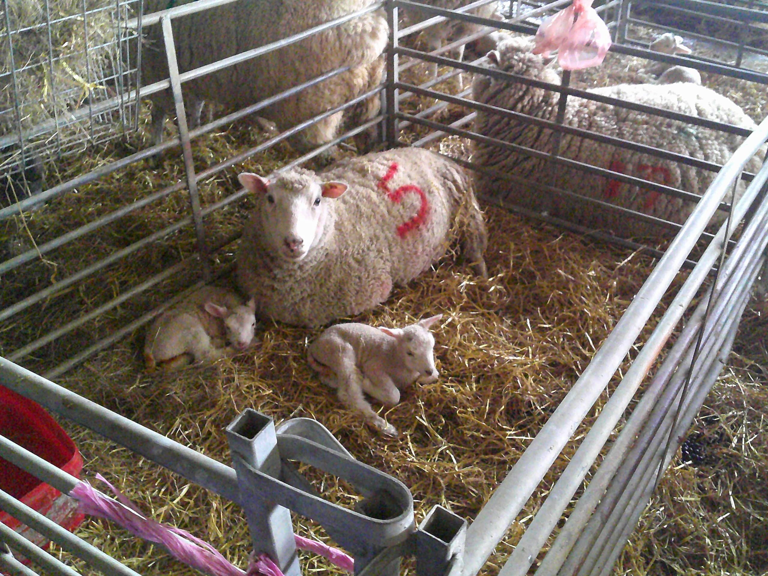 Owls Trip to Thrift Farm - Pirton School